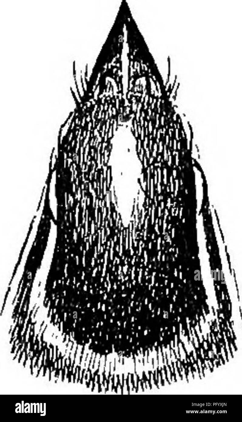 Exhibiting vibrant wing patterns hi-res stock photography and images ...