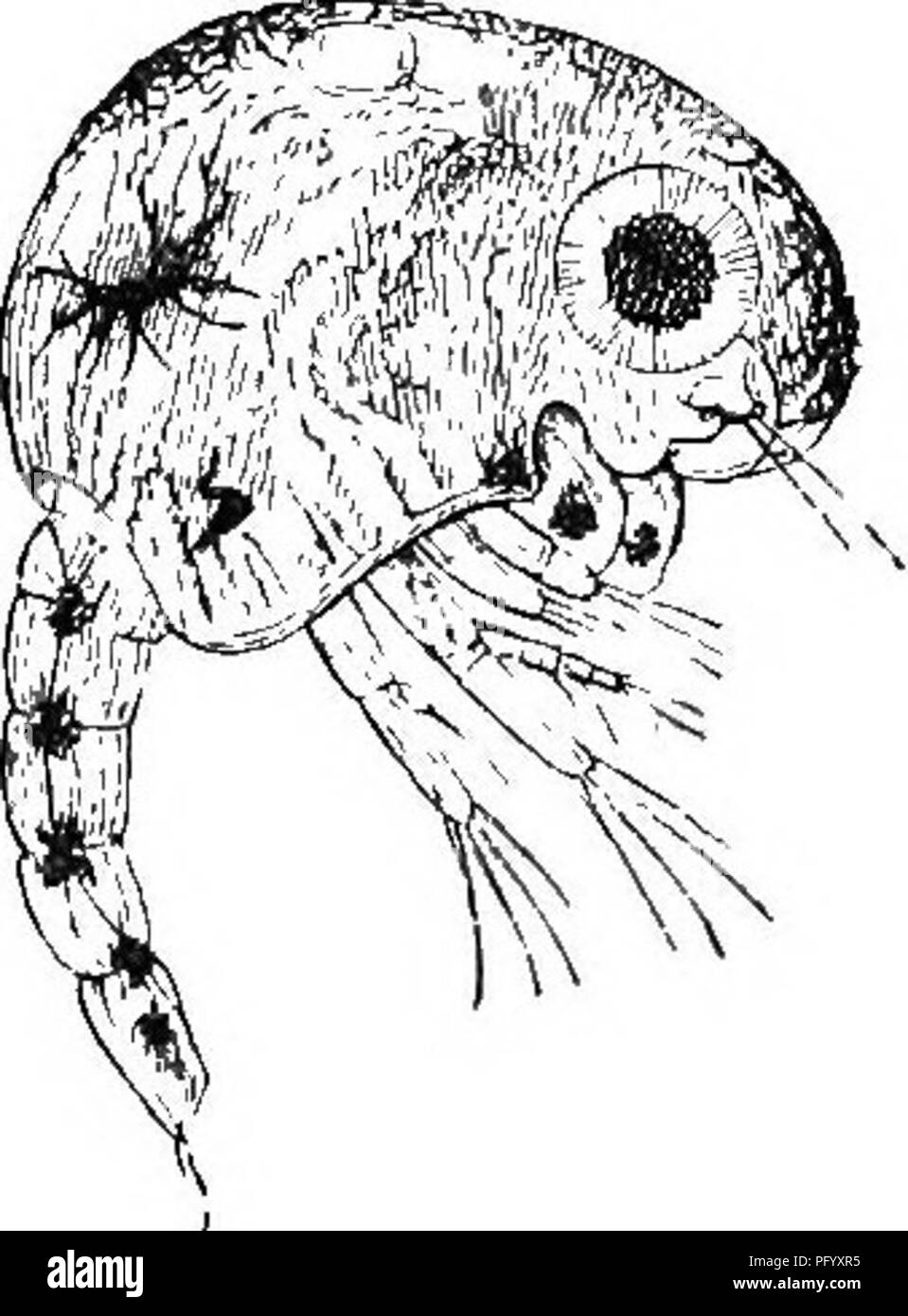 What Animals Have A Cloaca