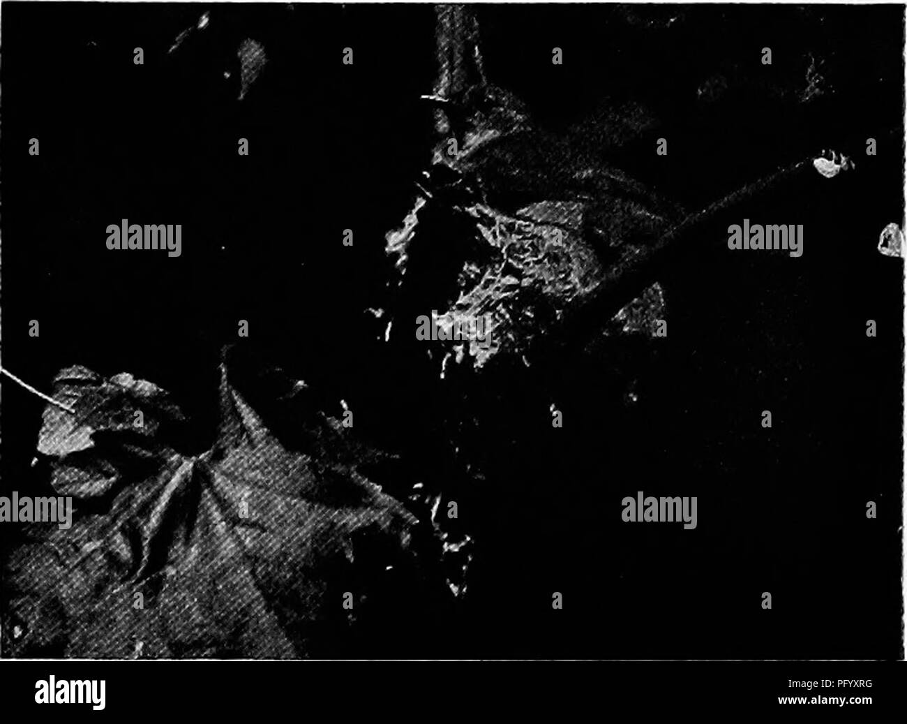 This image features a bird brooding its young, captured through a ...