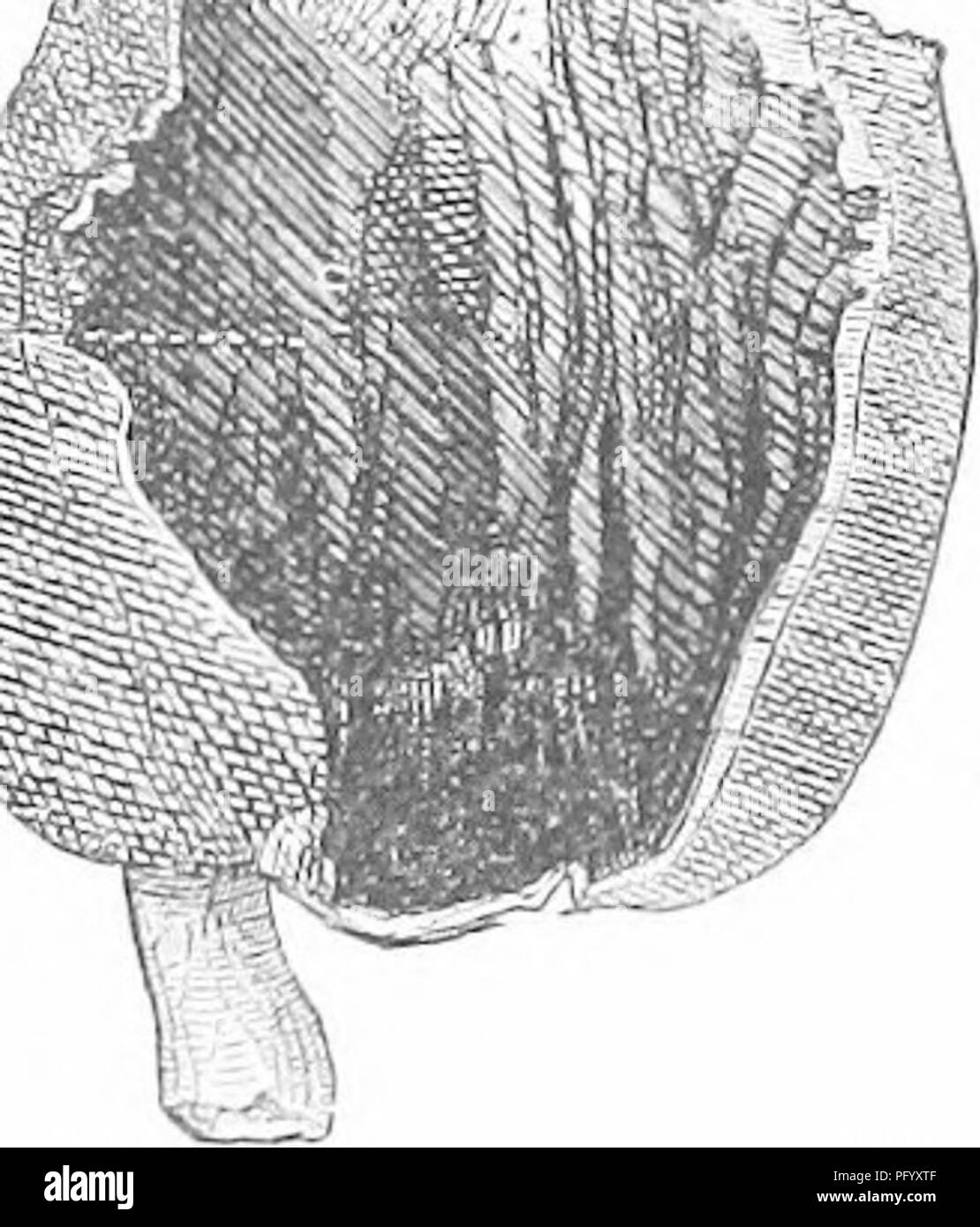 Snake jaws egg hi-res stock photography and images - Alamy