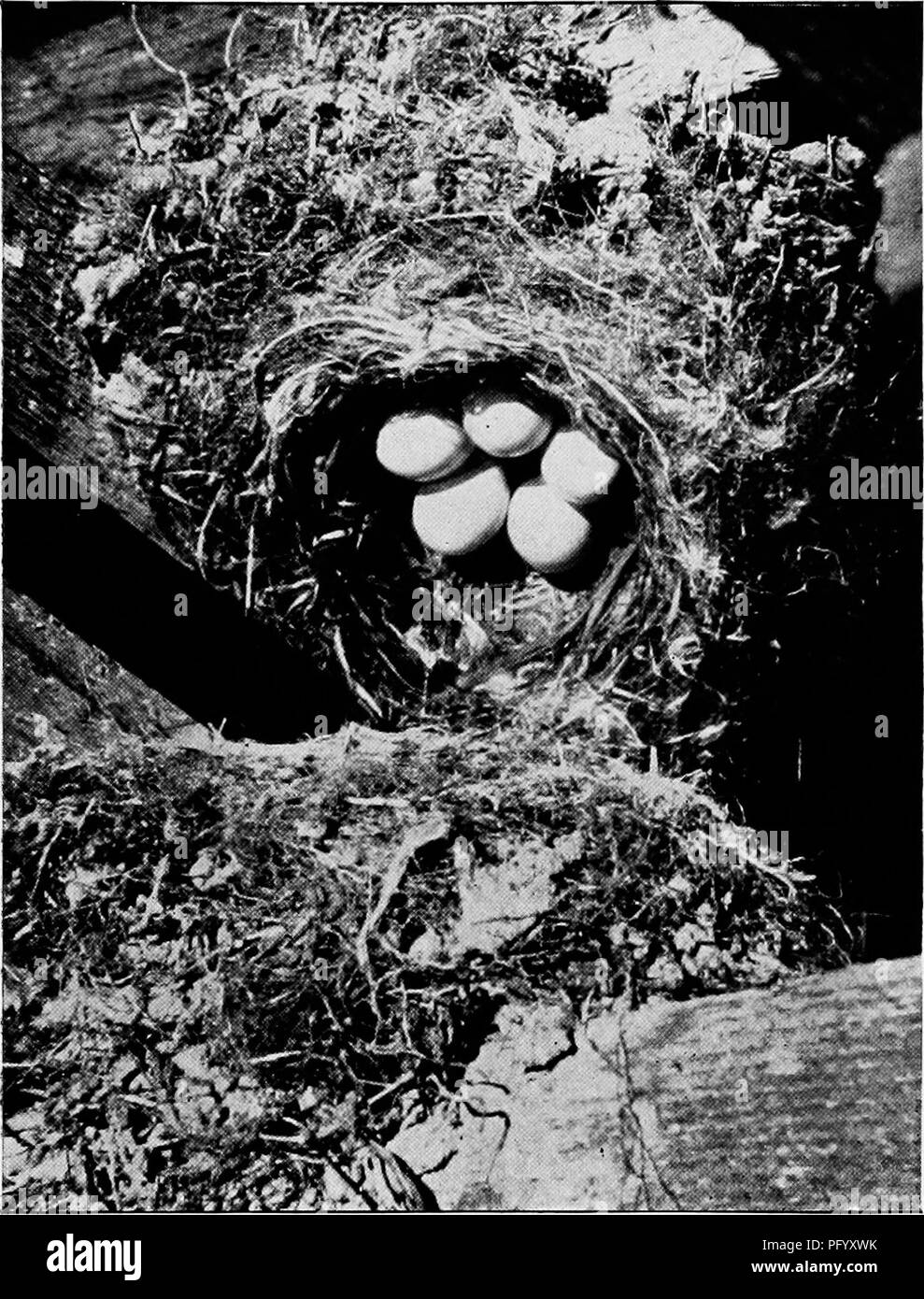 Chester A. Reed's photography book captures wild birds in their natural ...