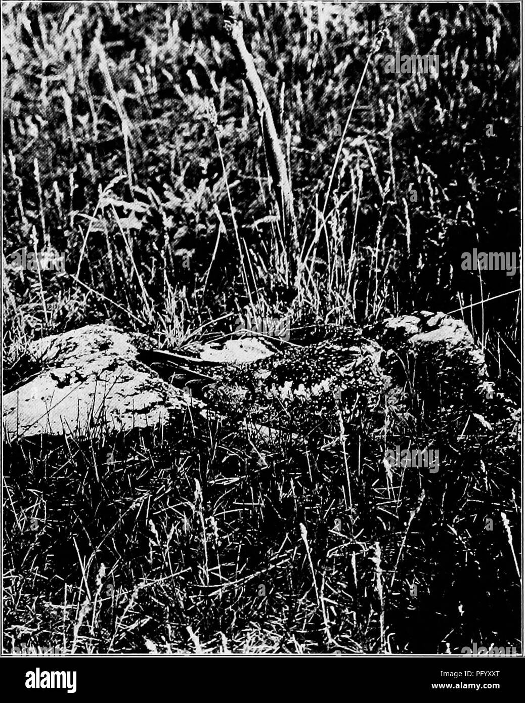 Conspicuous appearance hi-res stock photography and images - Alamy