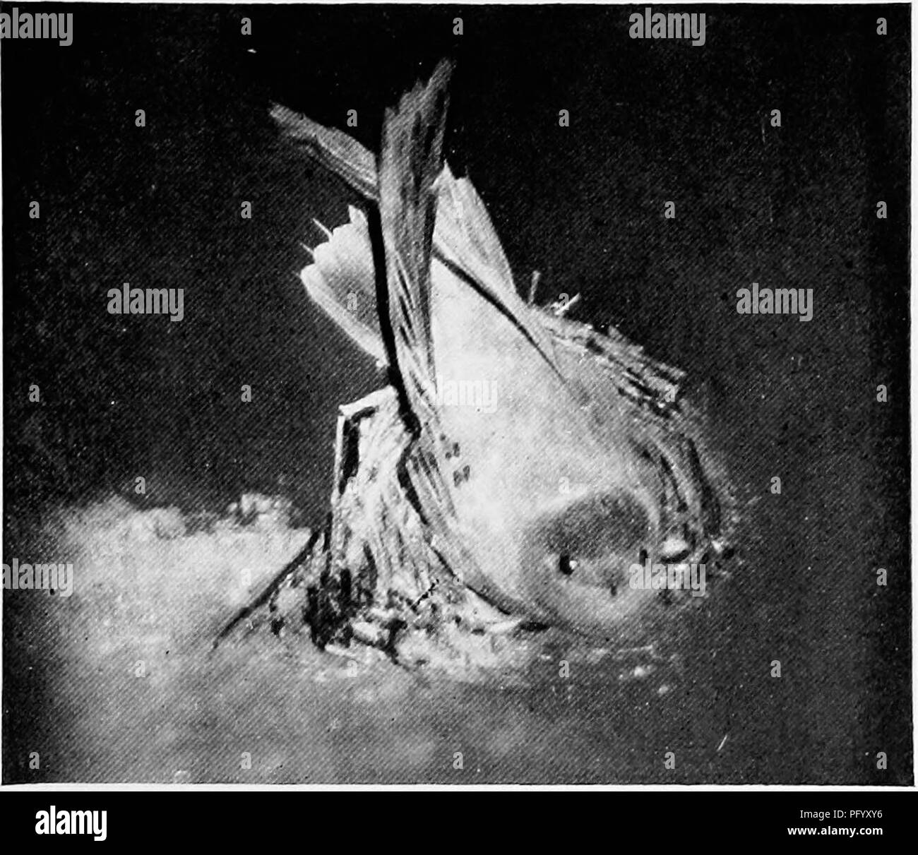 Chimney swift birds hi-res stock photography and images - Alamy