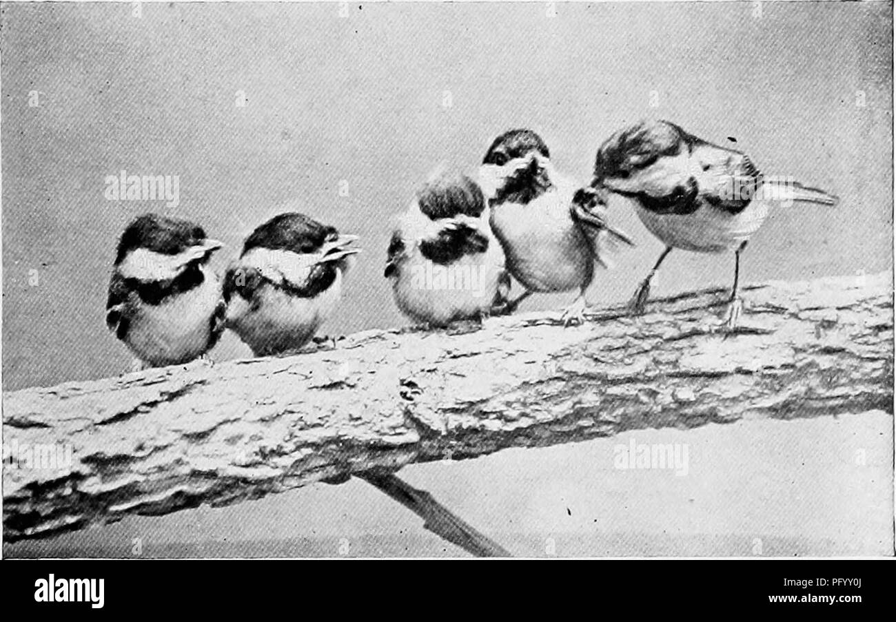 This photographic work captures the lives of wild birds in their ...