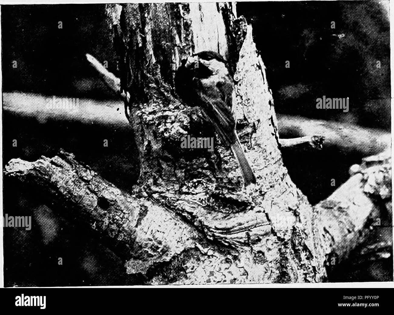 Wall lice hi-res stock photography and images - Alamy