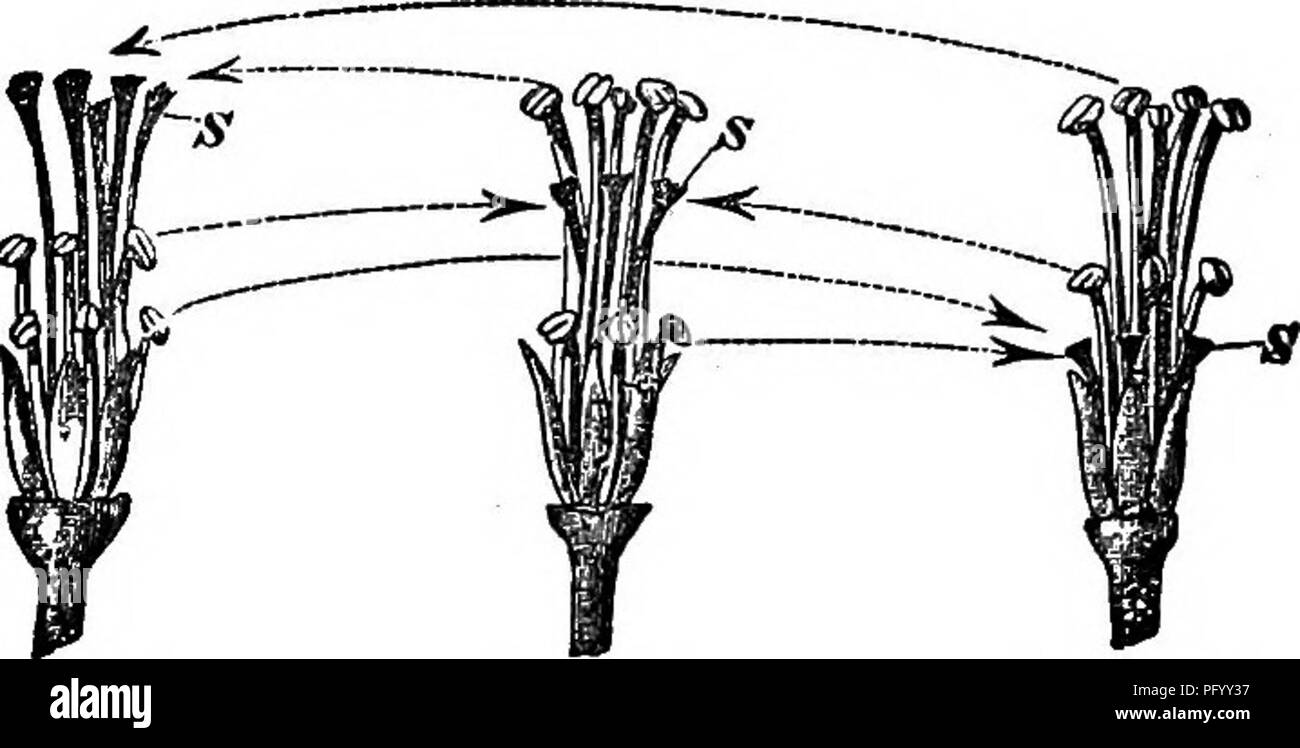 This botanical text explores the various flower forms in the same plant ...