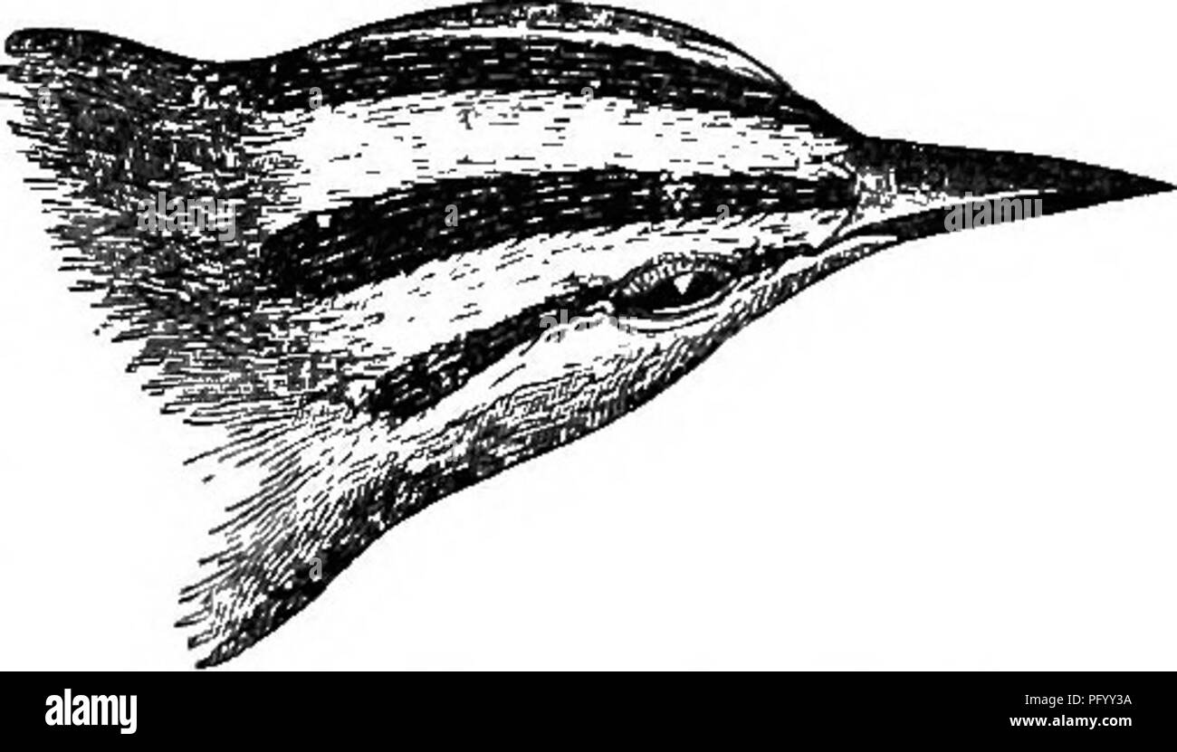 Notched tail Black and White Stock Photos & Images - Alamy