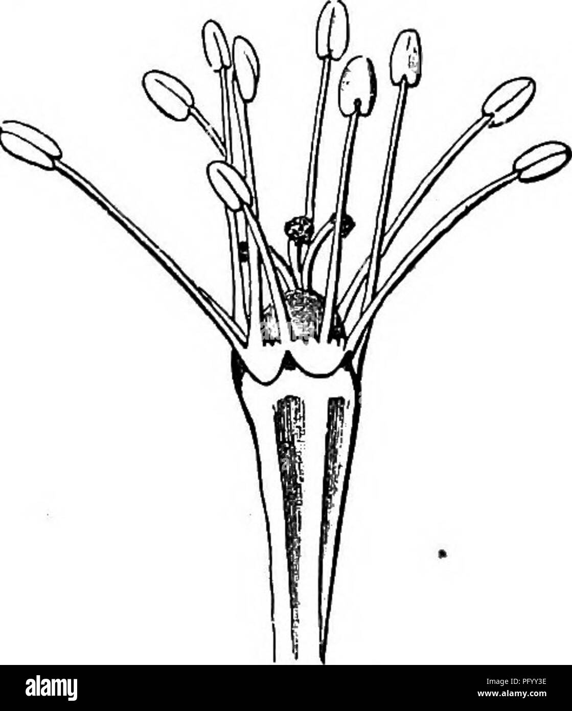 Darwin different forms of flowers hi-res stock photography and images ...