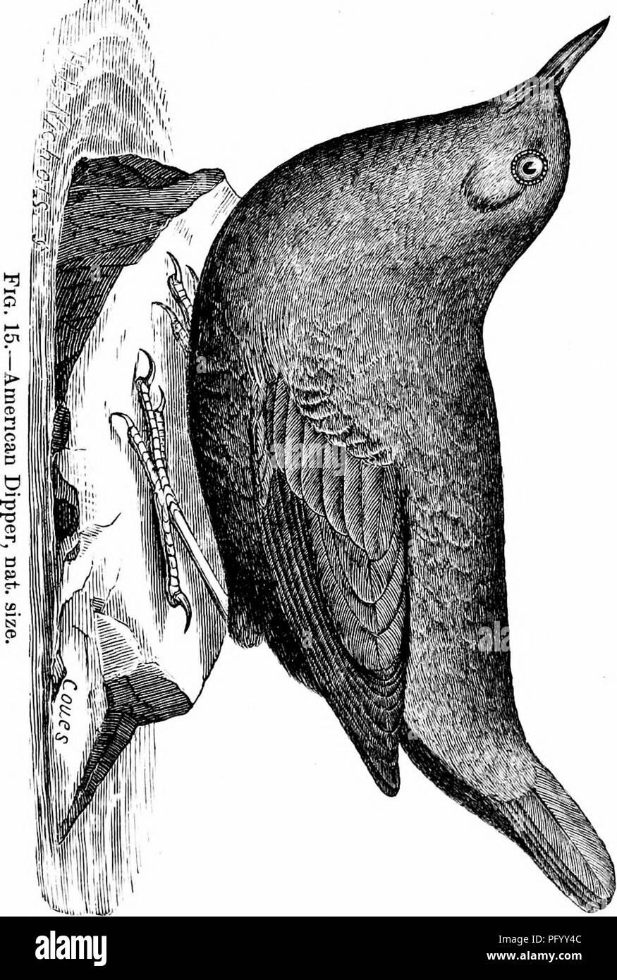 Little grebes feet hi-res stock photography and images - Alamy