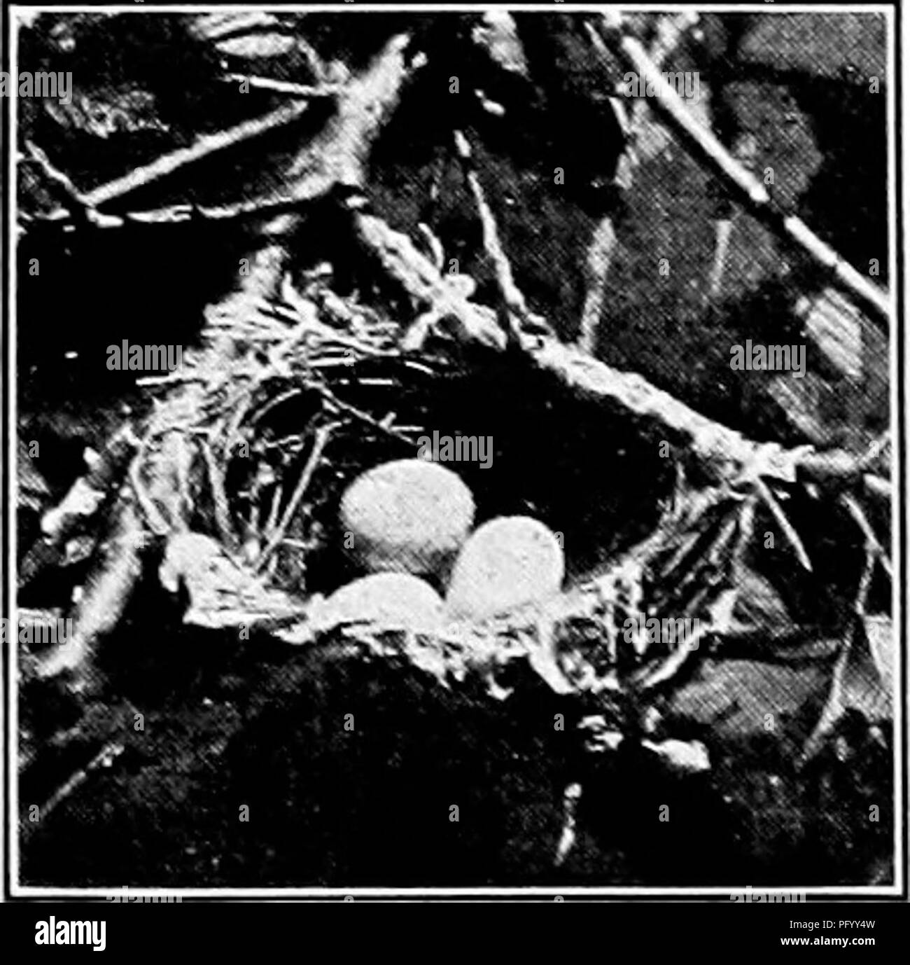 Recall birds Black and White Stock Photos & Images - Alamy