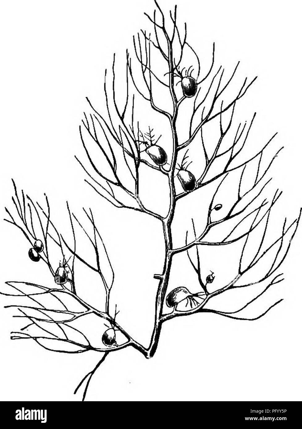 This entry covers the study of insectivorous plants, with a focus on ...