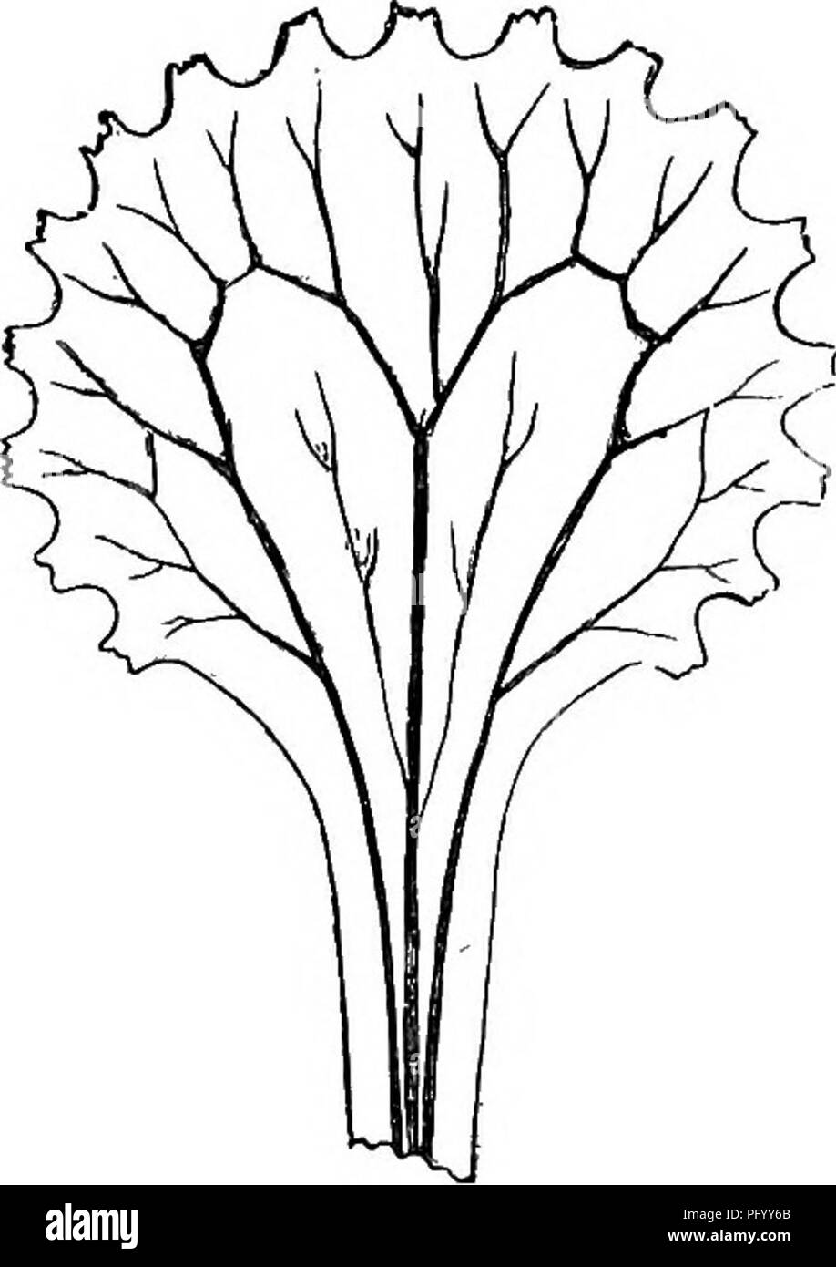 This image from a work on insectivorous plants illustrates the behavior ...