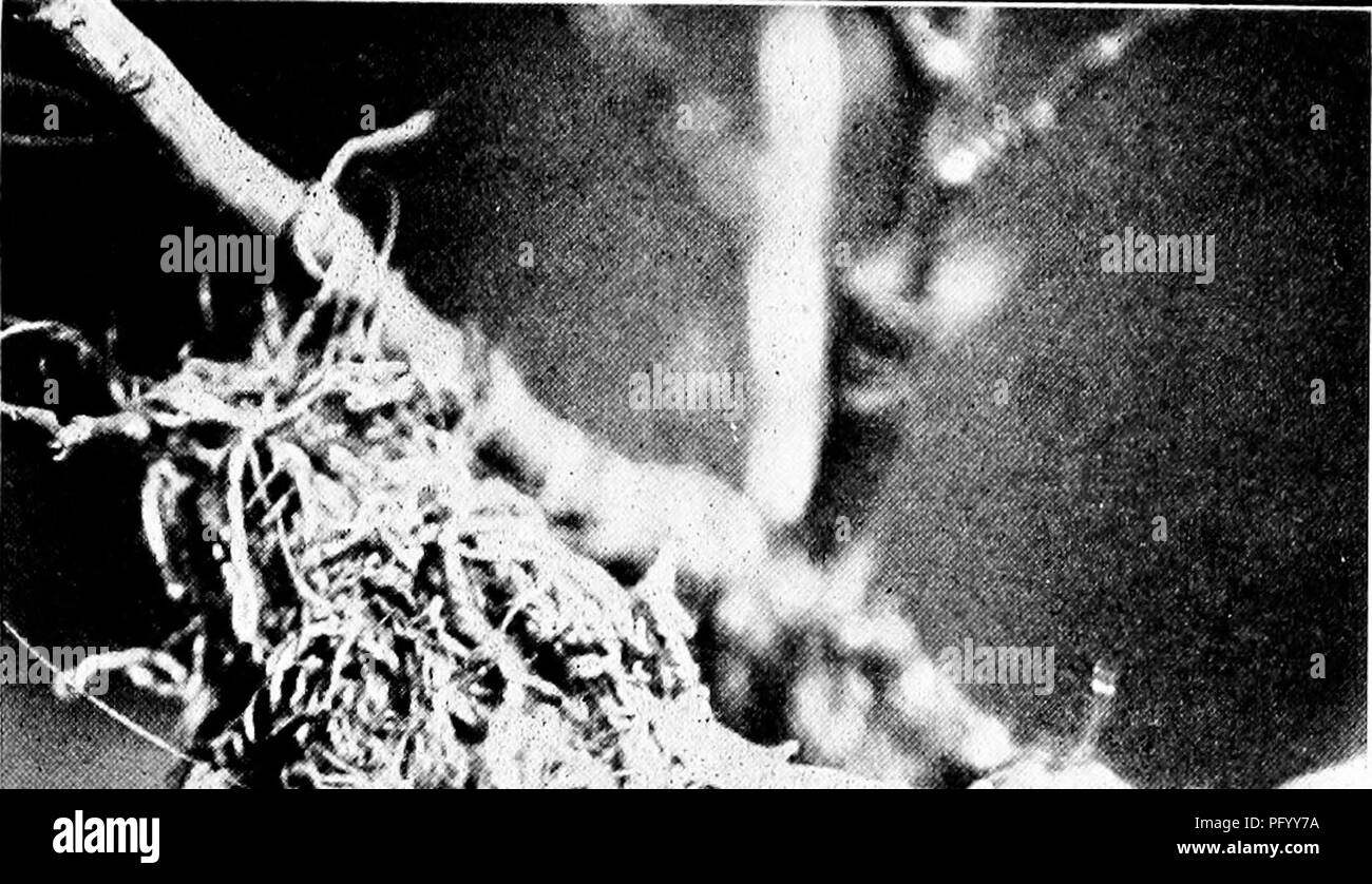 Memoir illustrations Black and White Stock Photos & Images - Alamy