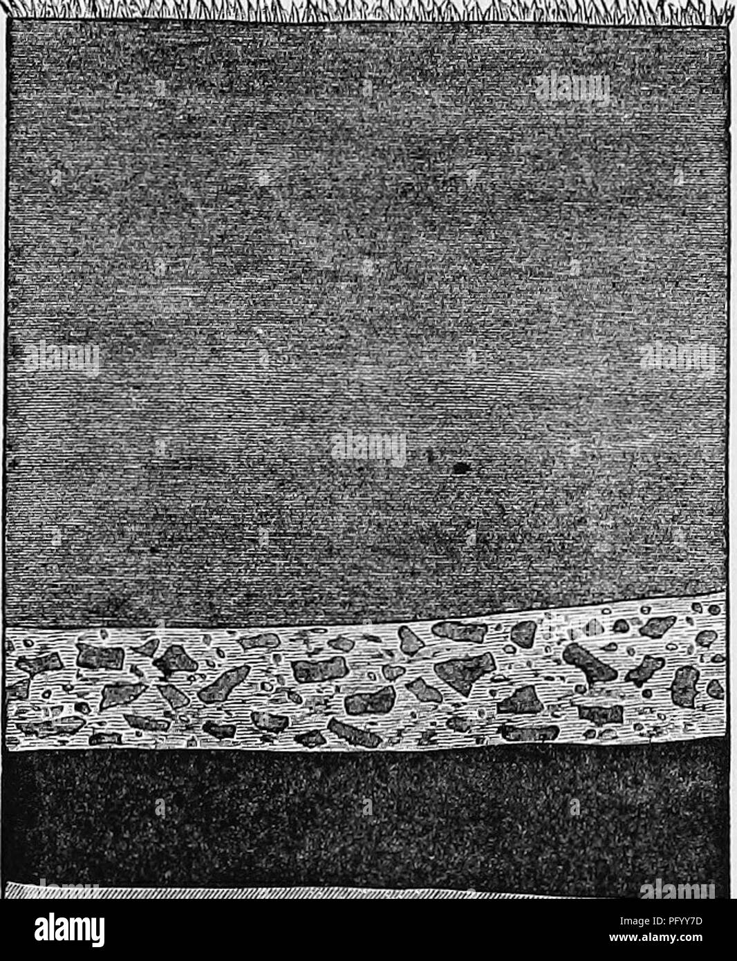 Microfauna in soil hi-res stock photography and images - Alamy