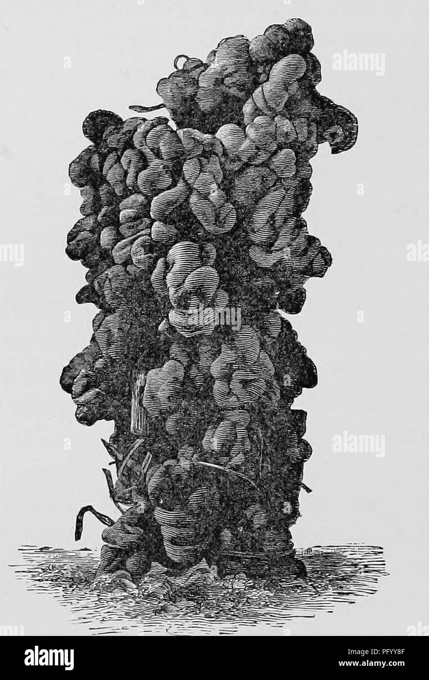 Humus formation hi-res stock photography and images - Alamy