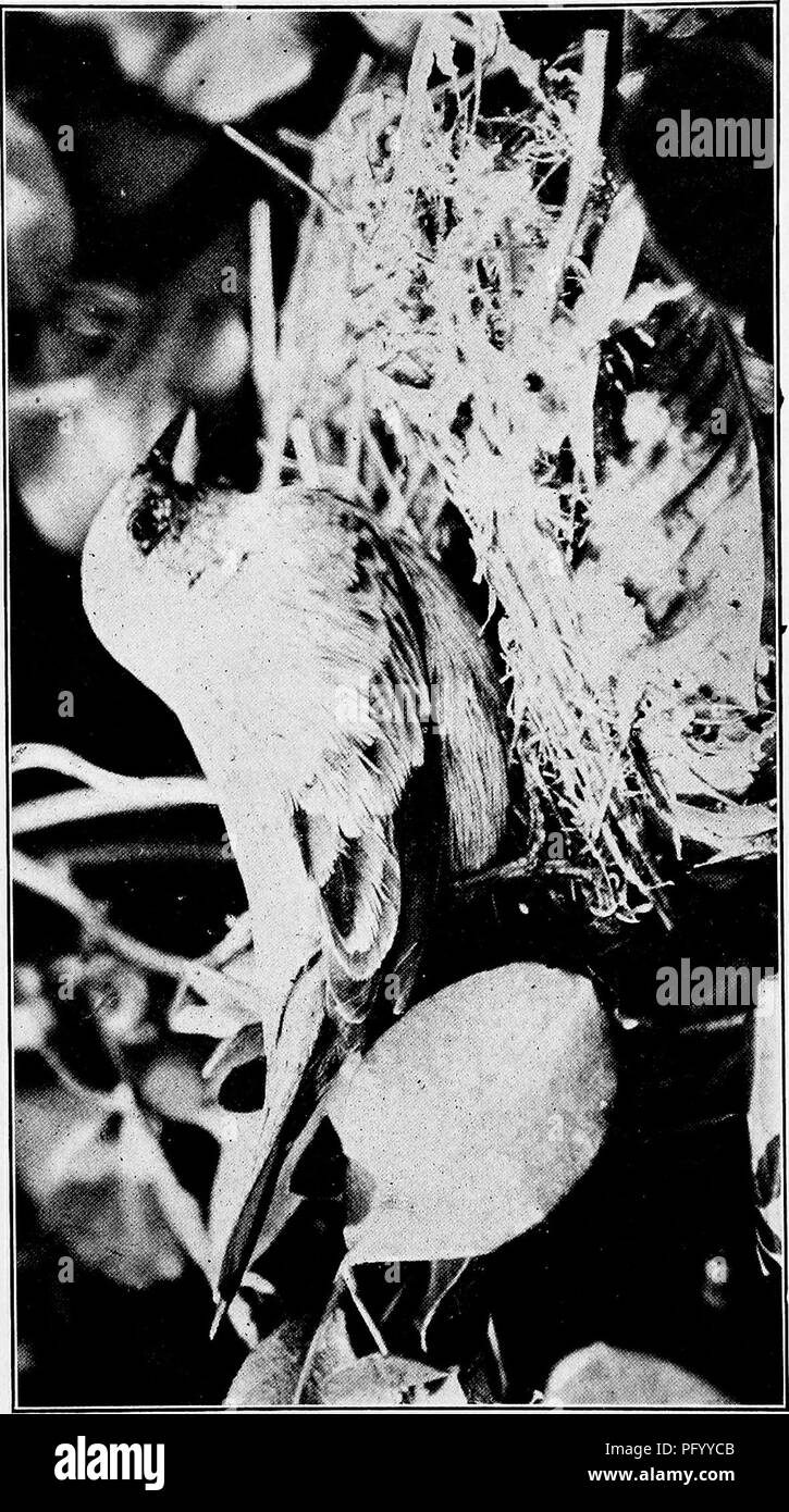 Gene Stratton-Porter's 1924 work details her lifelong experience ...