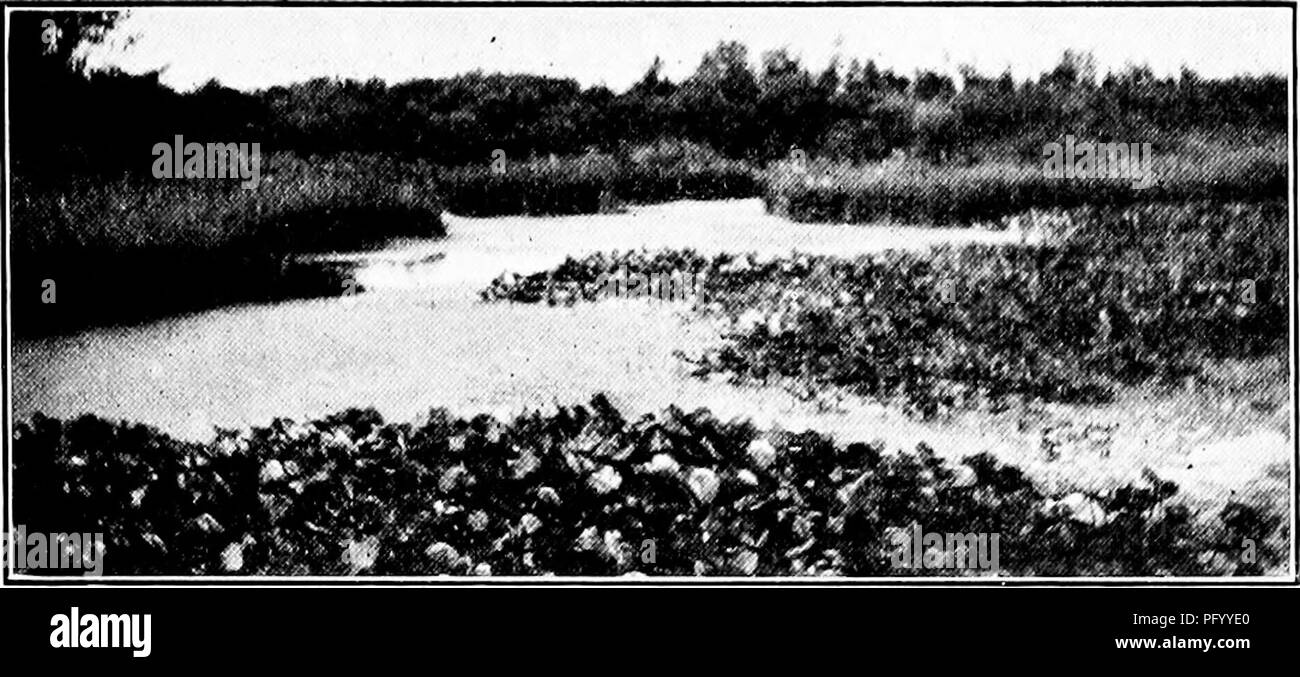 Limberlost High Resolution Stock Photography and Images - Alamy