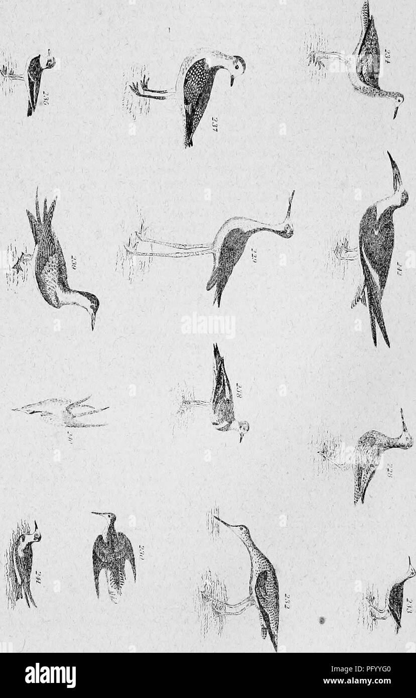 This text compiles notes on American bird species, including those ...