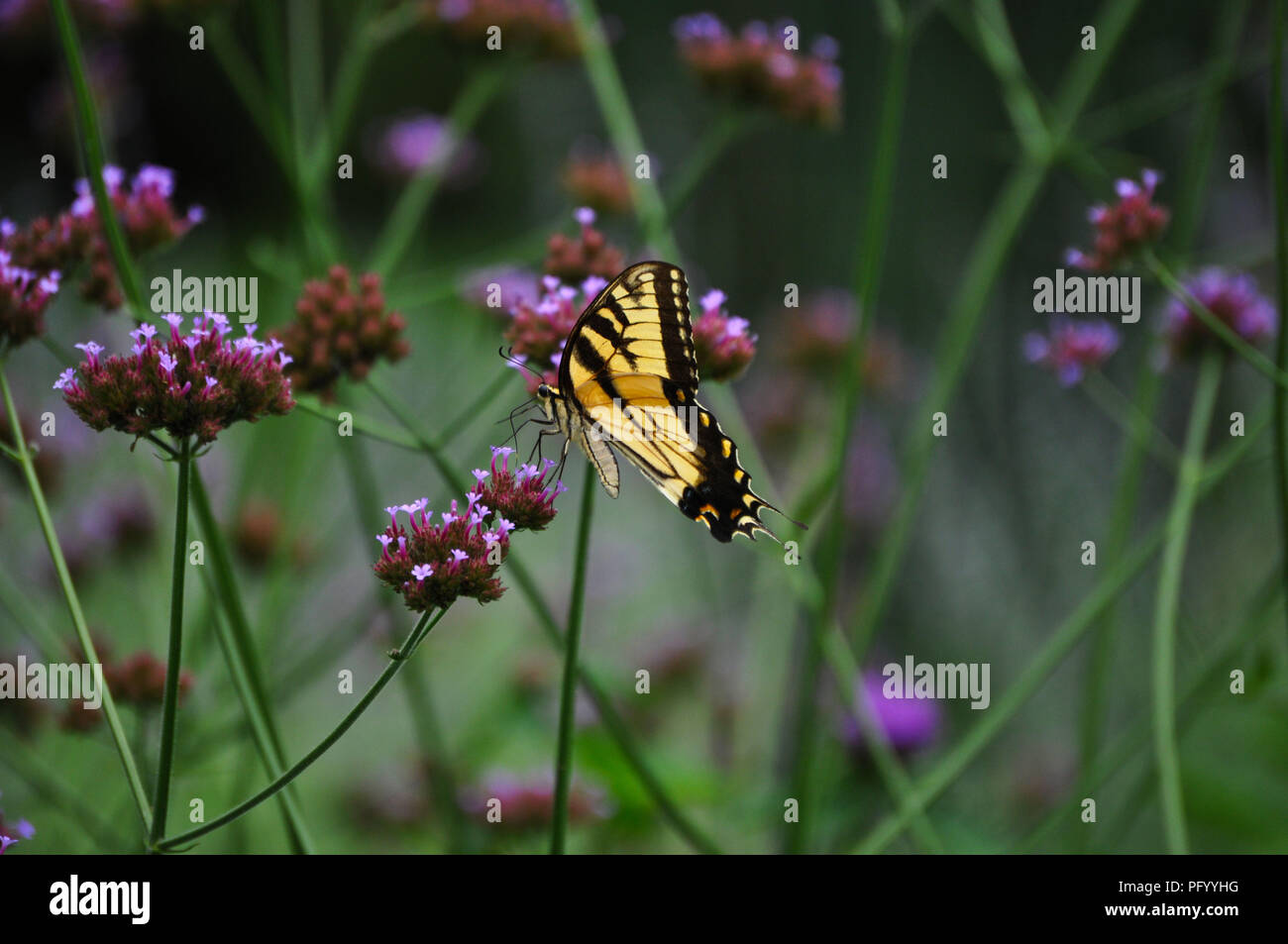 Butterfly attraction hi-res stock photography and images - Alamy