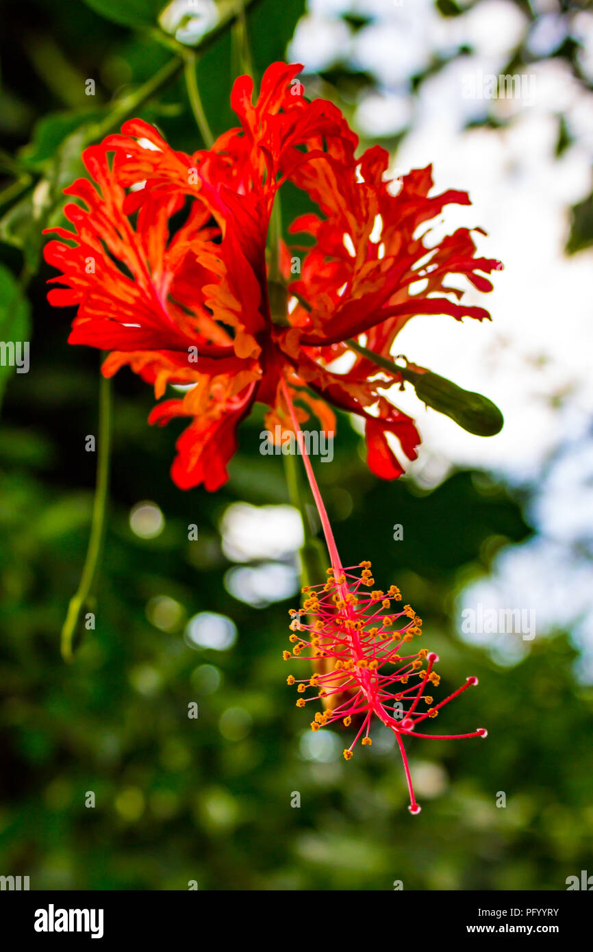 Austin koeckeritz hi-res stock photography and images - Alamy