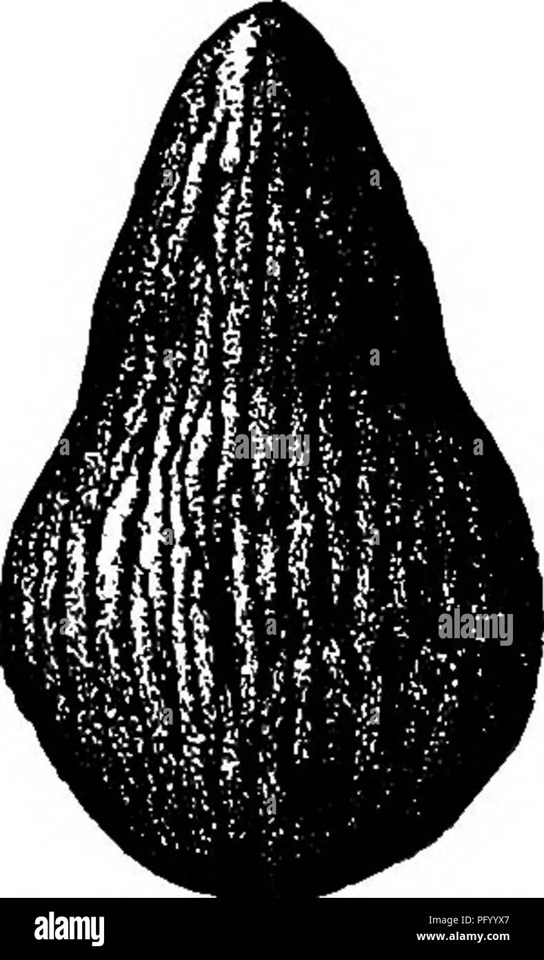 Rapid propagation Black and White Stock Photos & Images - Alamy