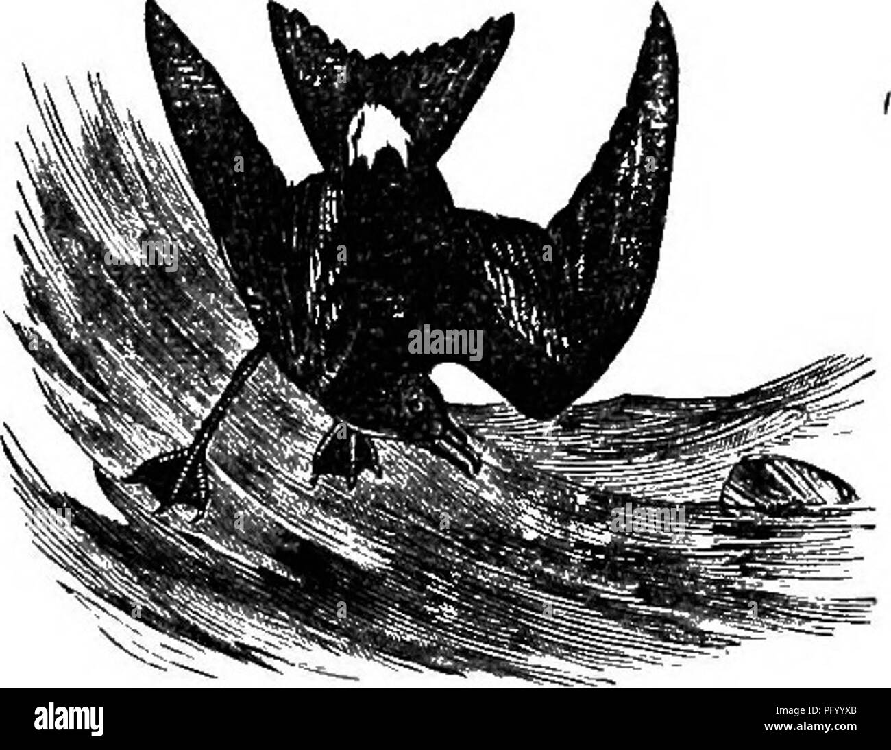 This section focuses on swimmers like gulls and terns, birds adept at ...