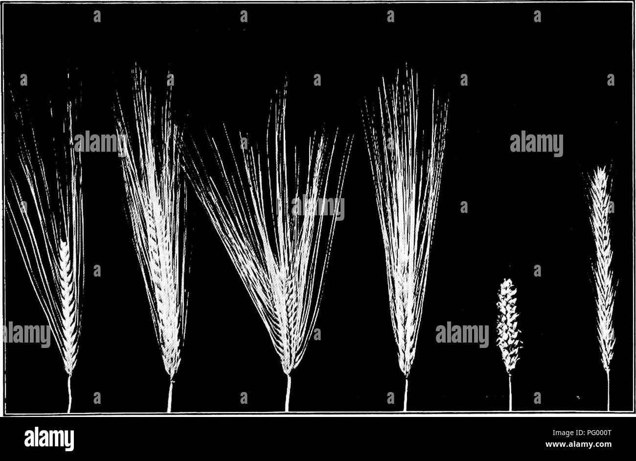 This abridged guide to animal feeding covers the essential aspects of ...
