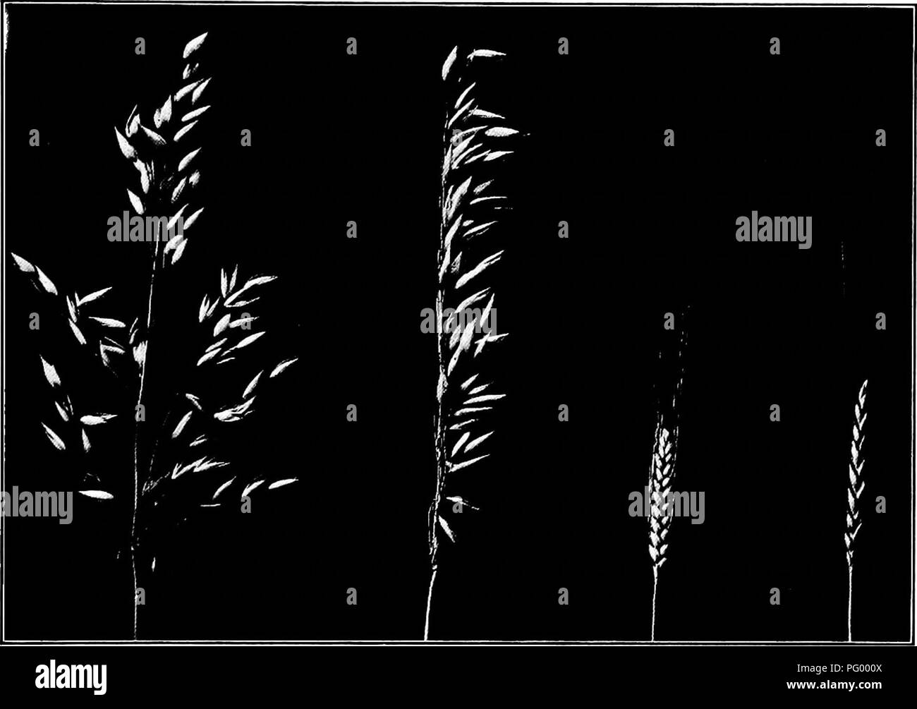 This abridged version of 'Feeds and Feeding' provides a practical guide ...
