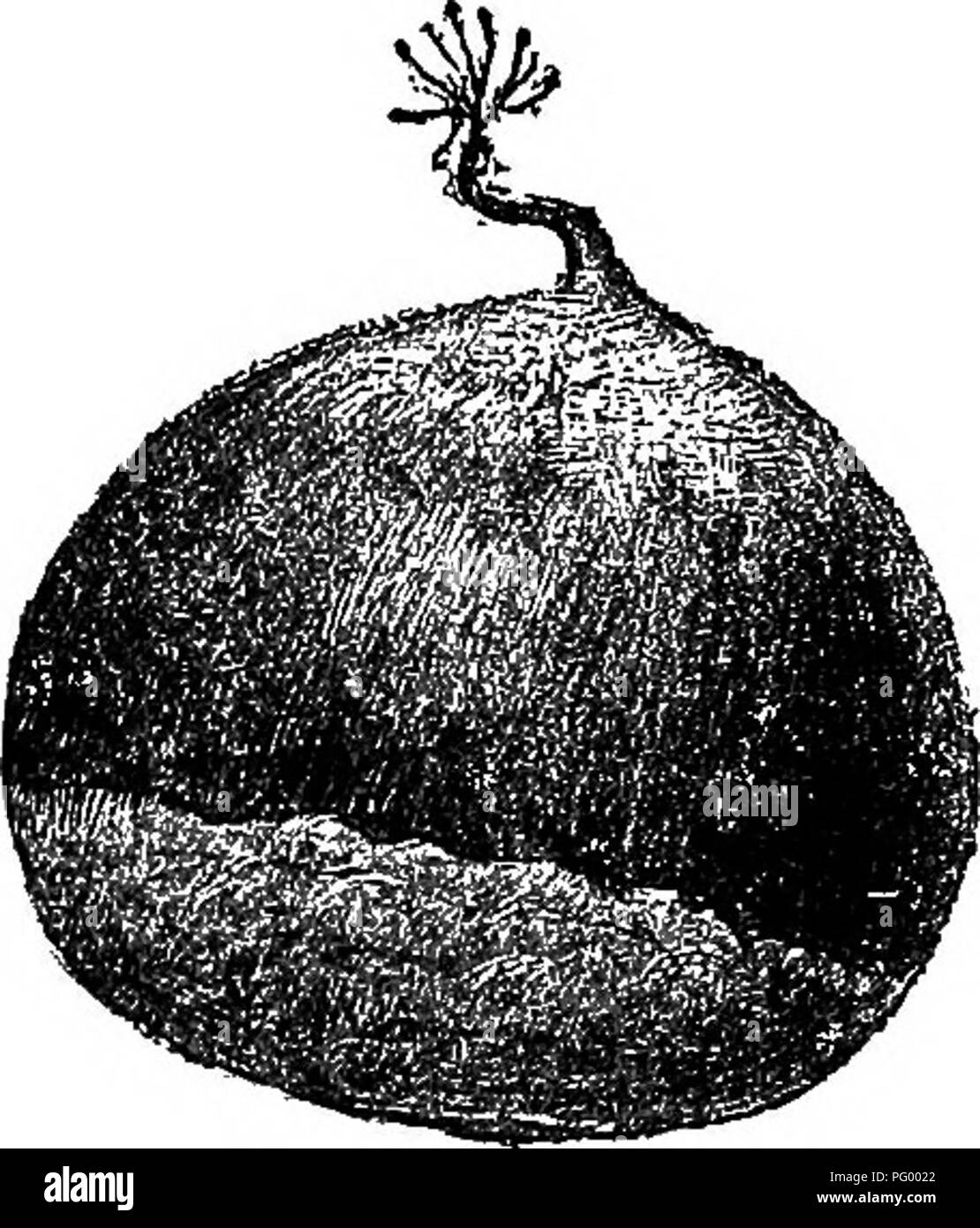 Fruit of a mammoth tree Black and White Stock Photos & Images - Alamy