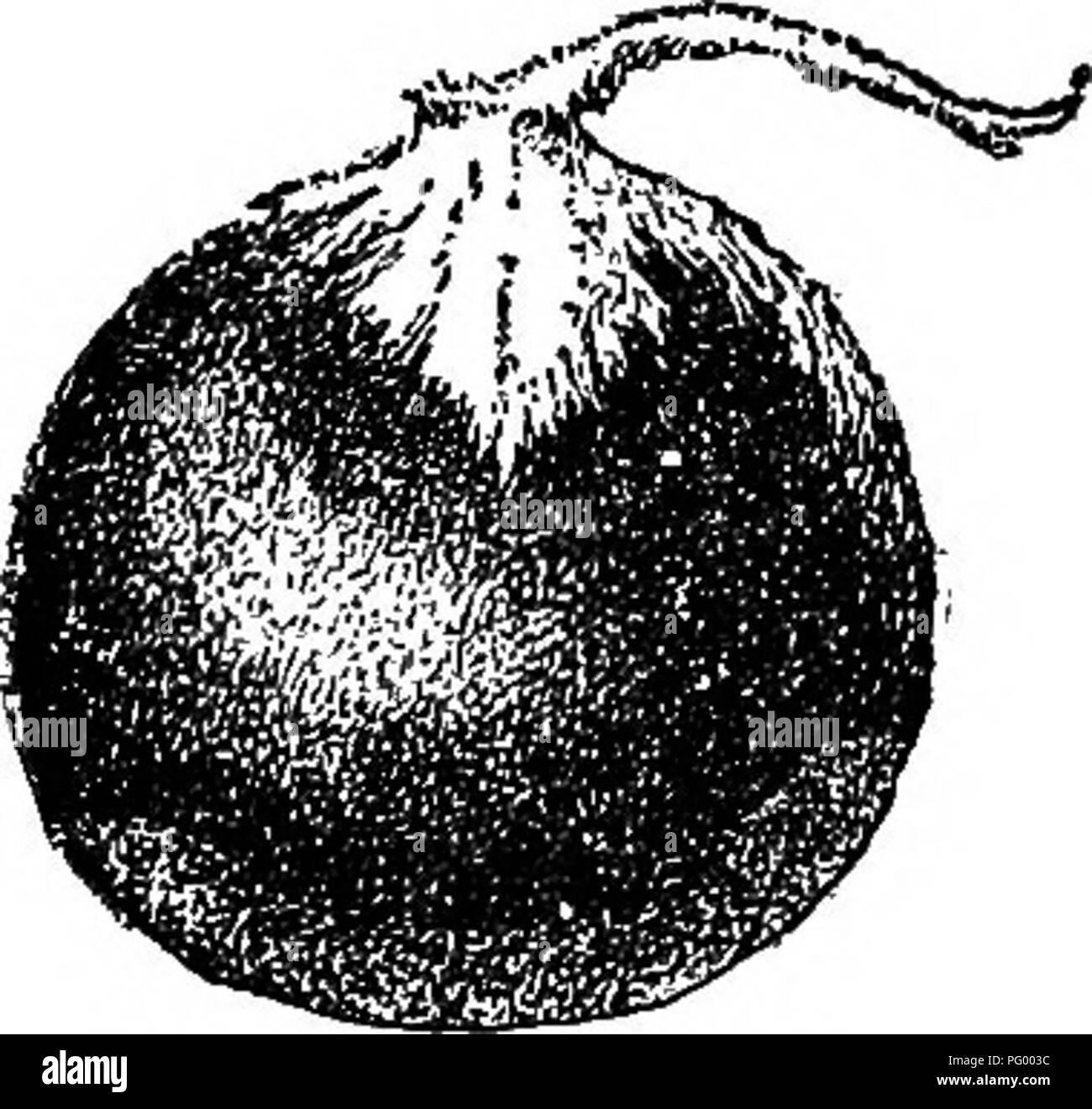 Methods Of Grafting High Resolution Stock Photography and Images - Alamy