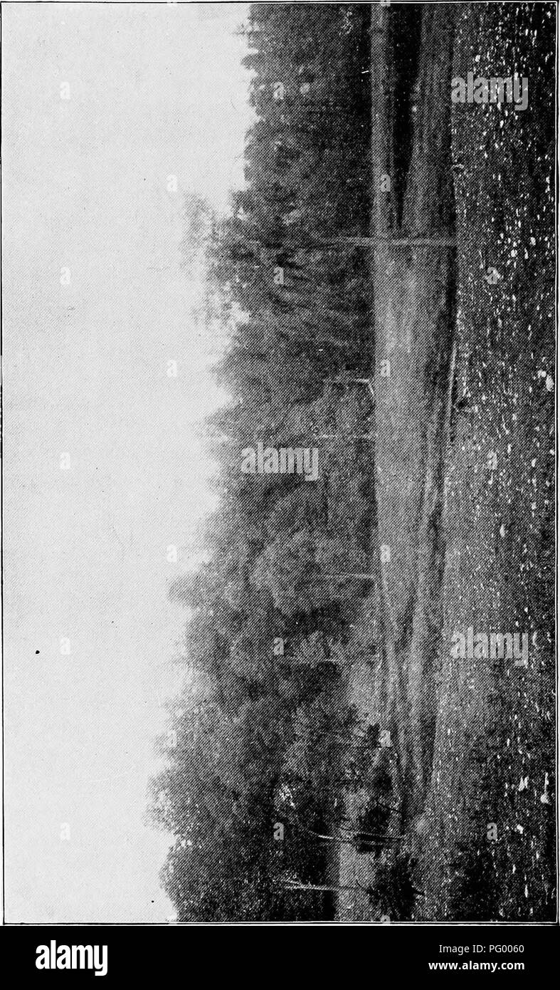 A comprehensive botany guide by George Francis Atkinson, focused on ...