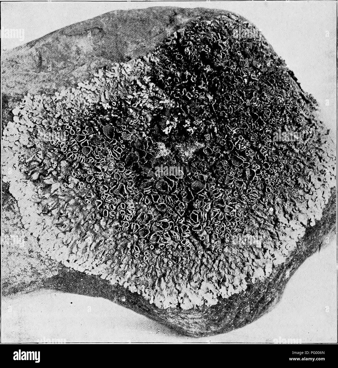 Soil formation process Black and White Stock Photos & Images - Alamy