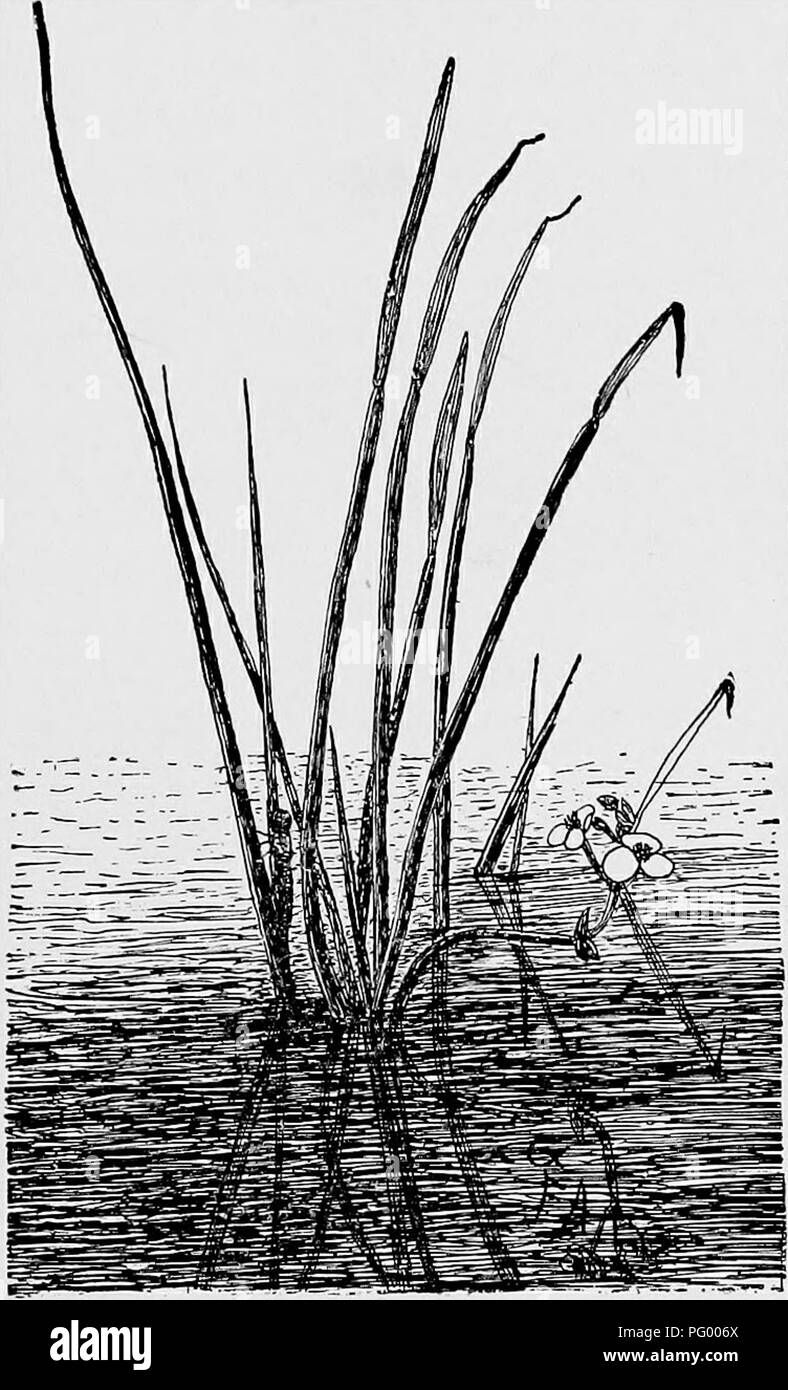 Sagittaria heterophylla hi-res stock photography and images - Alamy