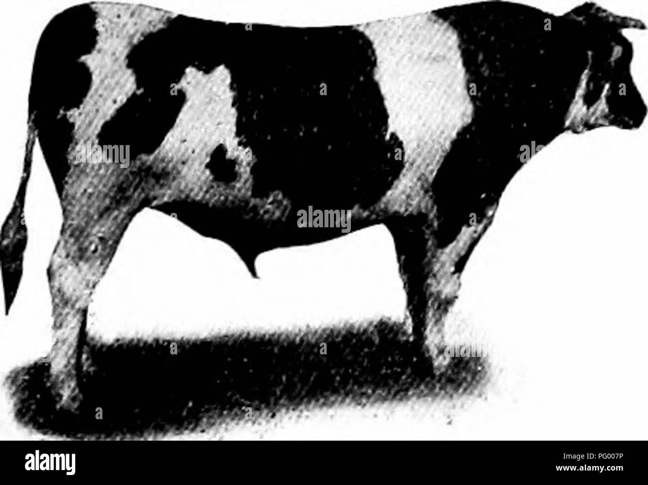 This treatise covers the origins and characteristics of the Holstein ...