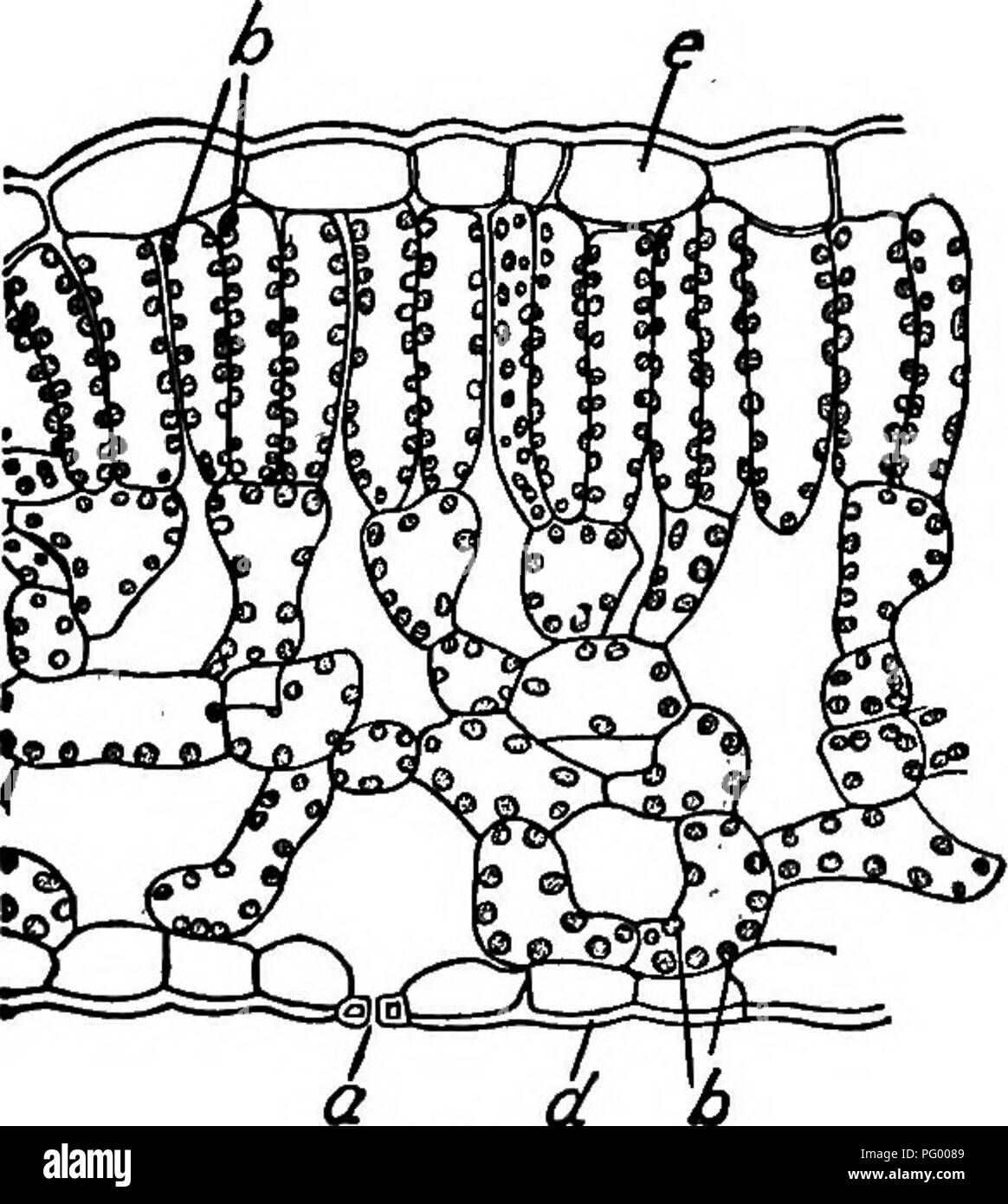 This condensed edition of *Feeds and Feeding* covers essential aspects ...