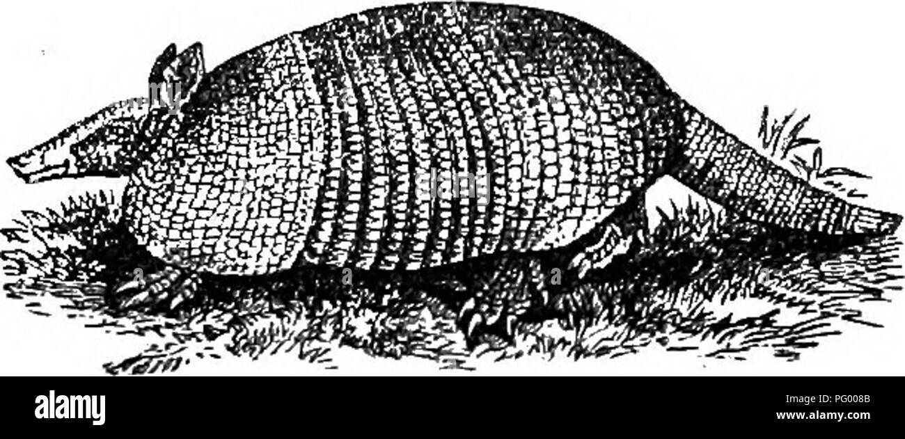 This work provides descriptions of various animals, including the Nine ...