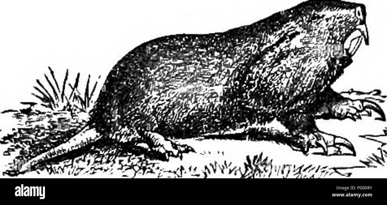 This text offers brief descriptions of rodents, specifically rats and ...