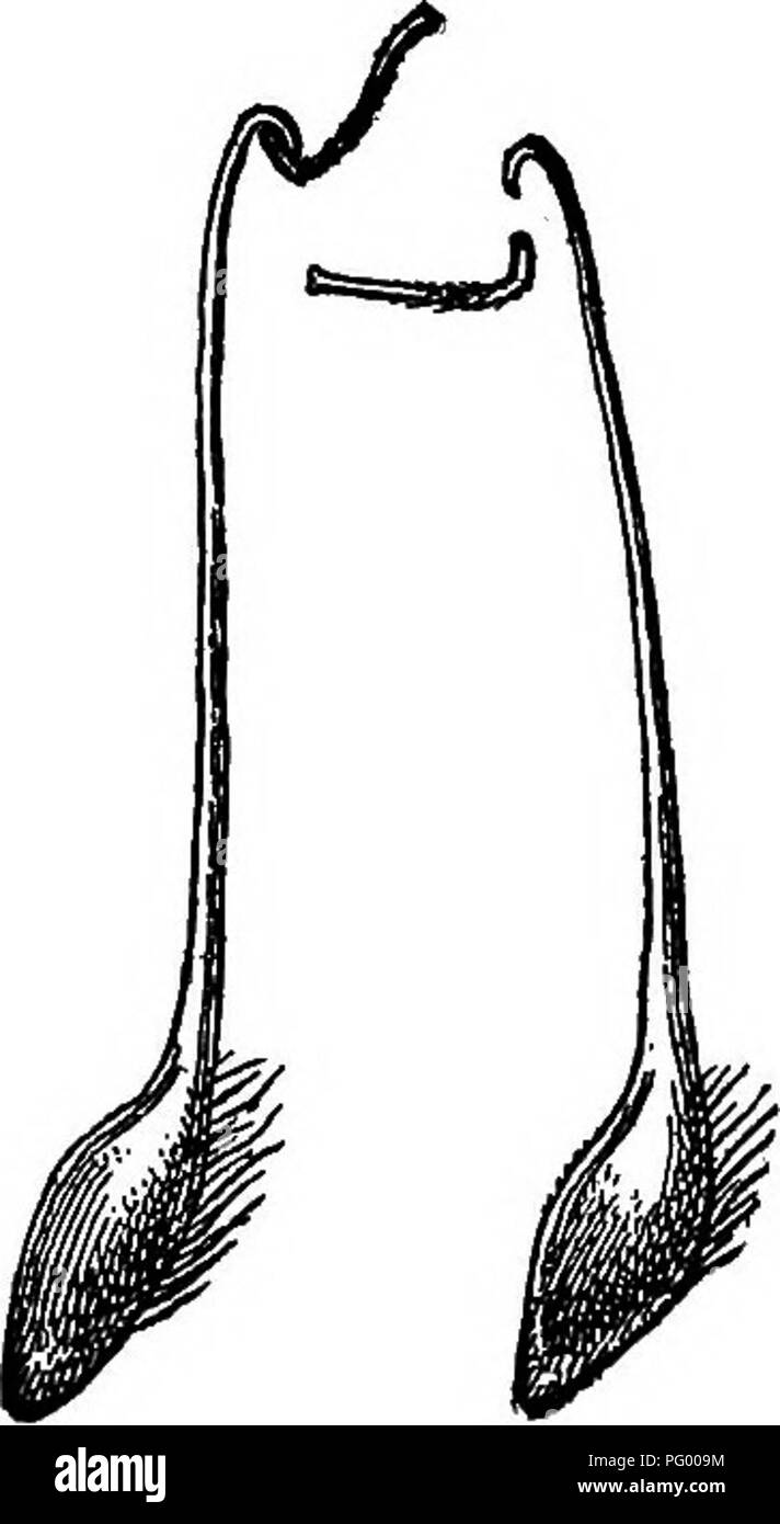 Hooklets hi-res stock photography and images - Alamy