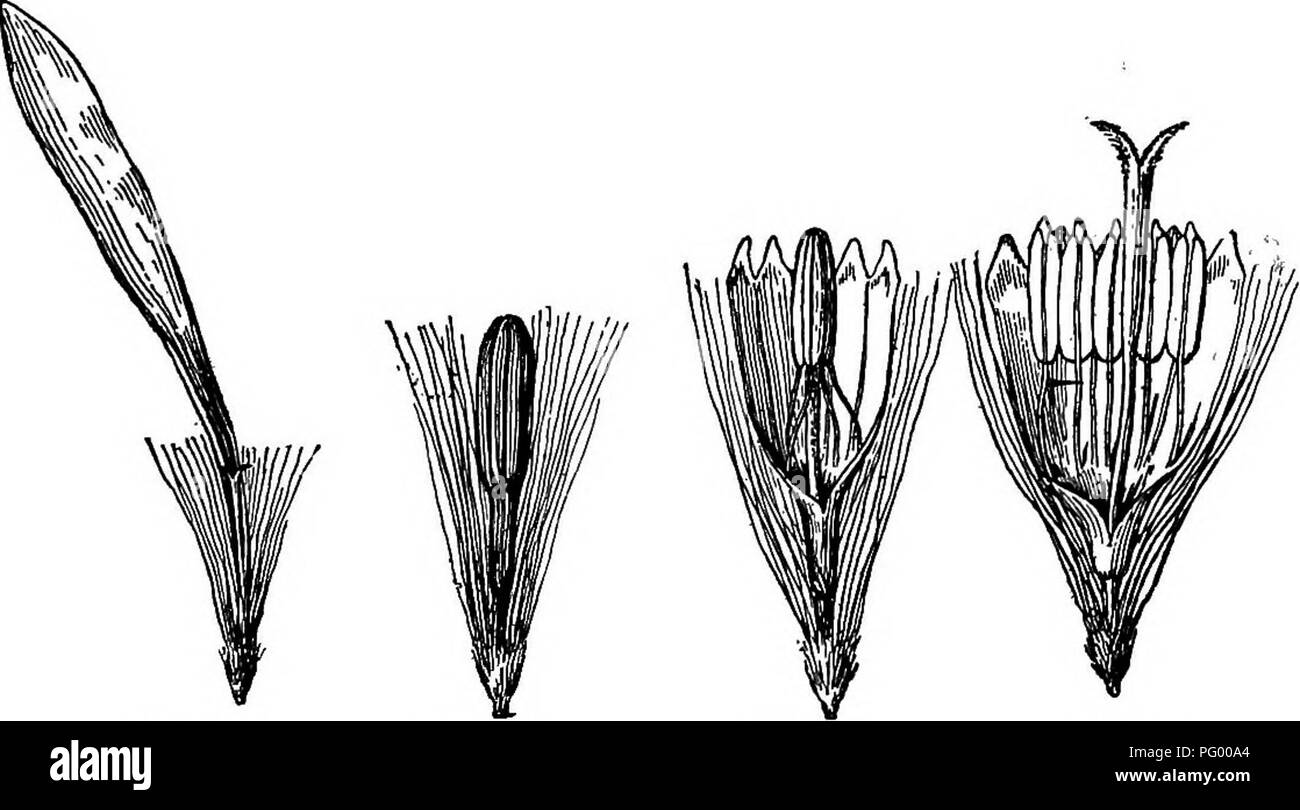 This botanical text covers various plant families, focusing on the ...