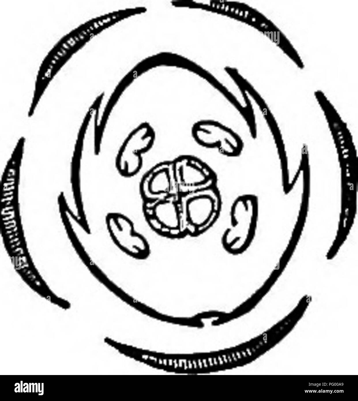 Crenate margins hi-res stock photography and images - Alamy