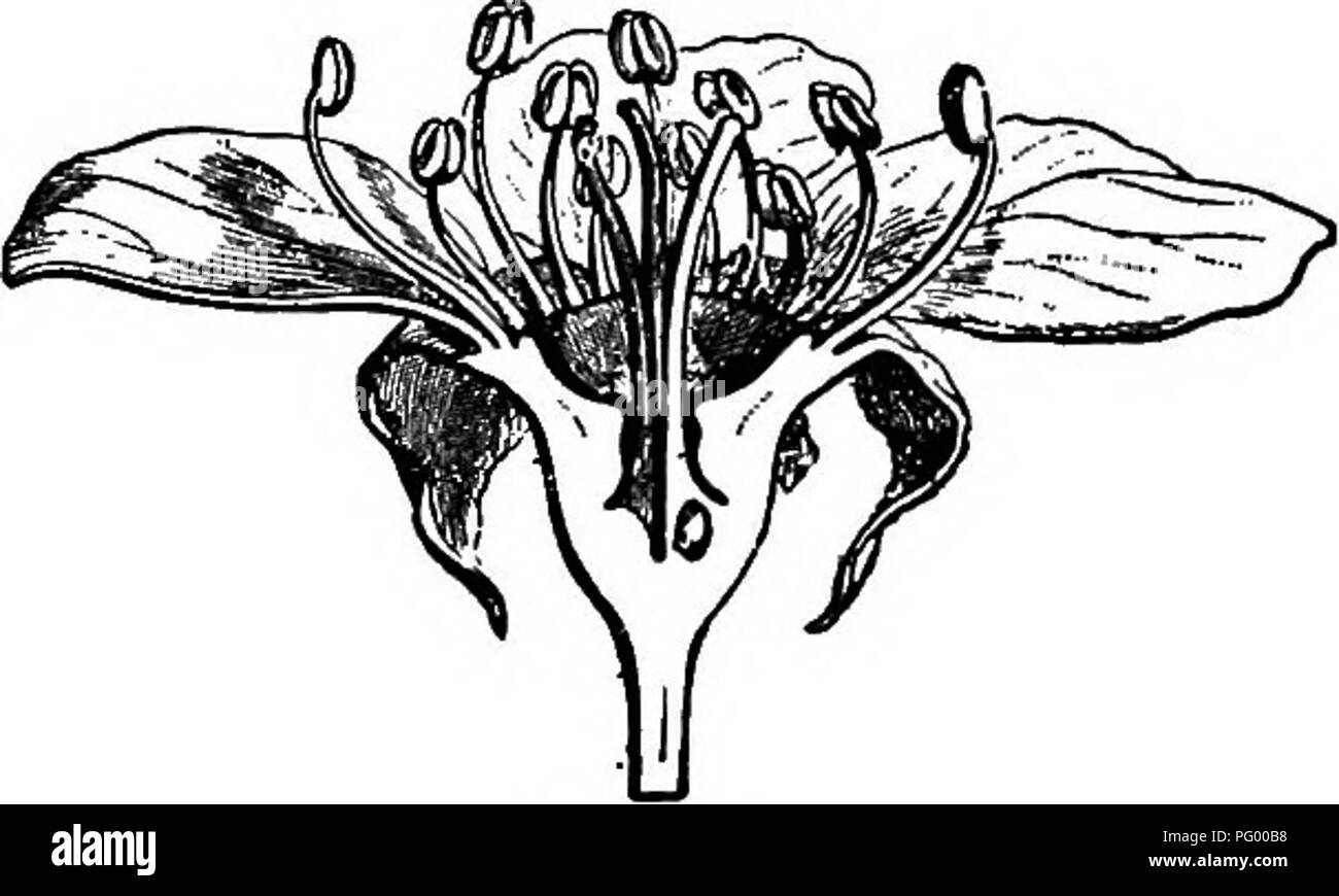 . Lessons in botany. Botany. 268 PLANT FAMILIES: DICOTYLEDONS. (upon ...
