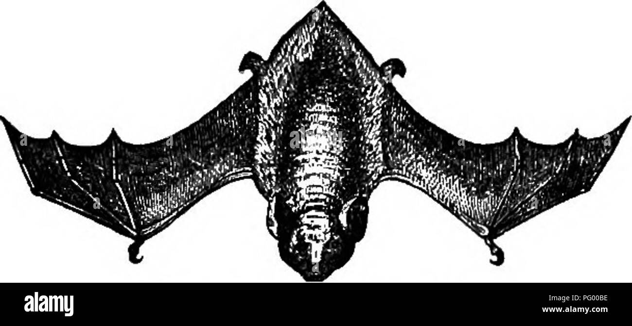 This work offers brief descriptions of animals depicted on Tenney's ...