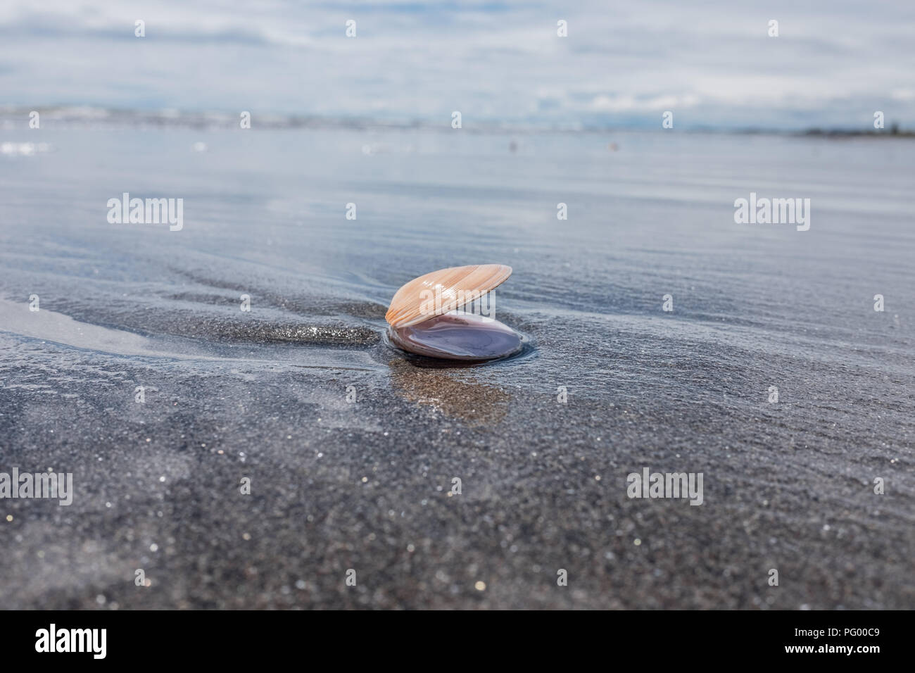 Sea Shell at beach Stock Photo - Alamy