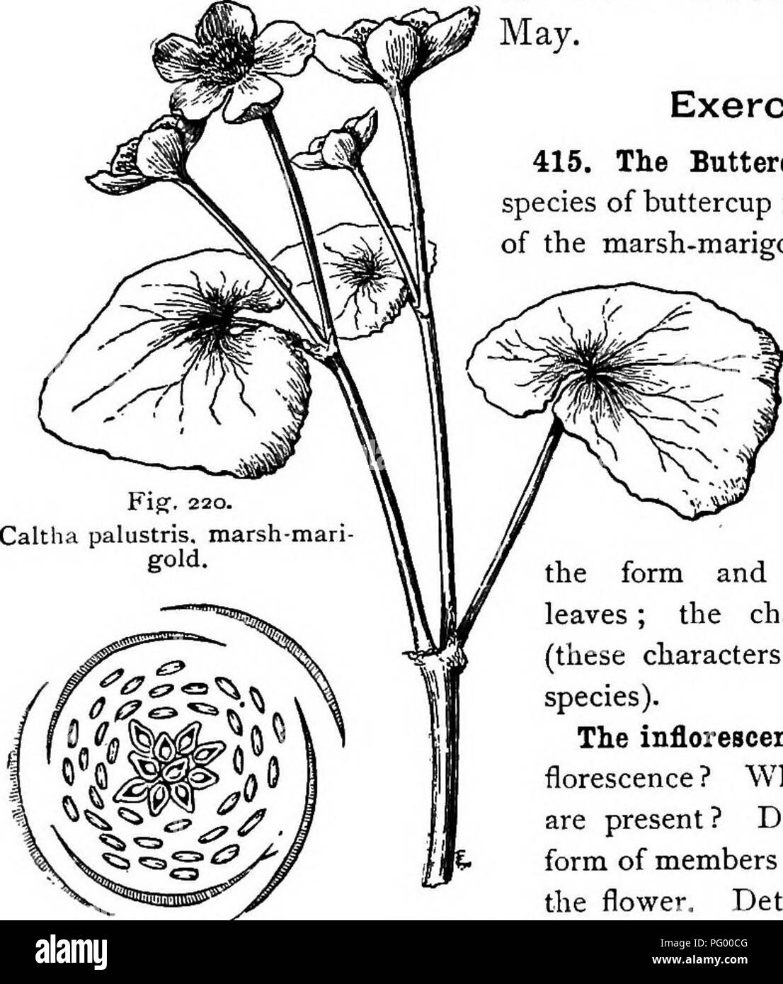 Common marsh marigold Black and White Stock Photos & Images - Alamy