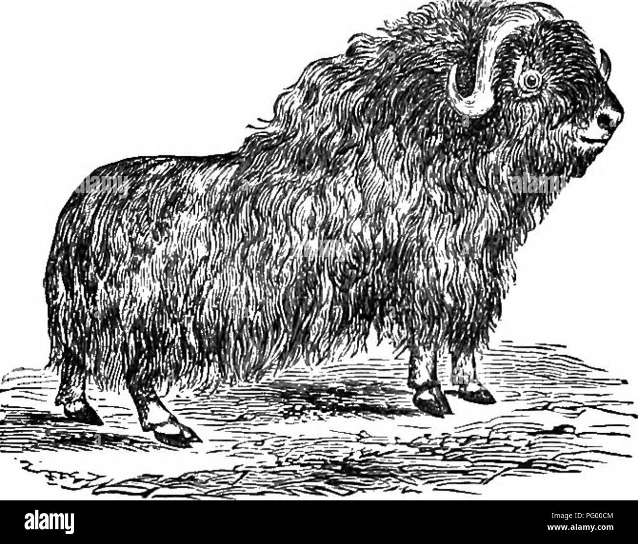 This text provides a detailed description of herbivores, particularly ...