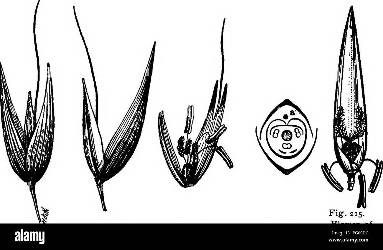 This botanical illustration from *Lessons in Botany* by discussing ...