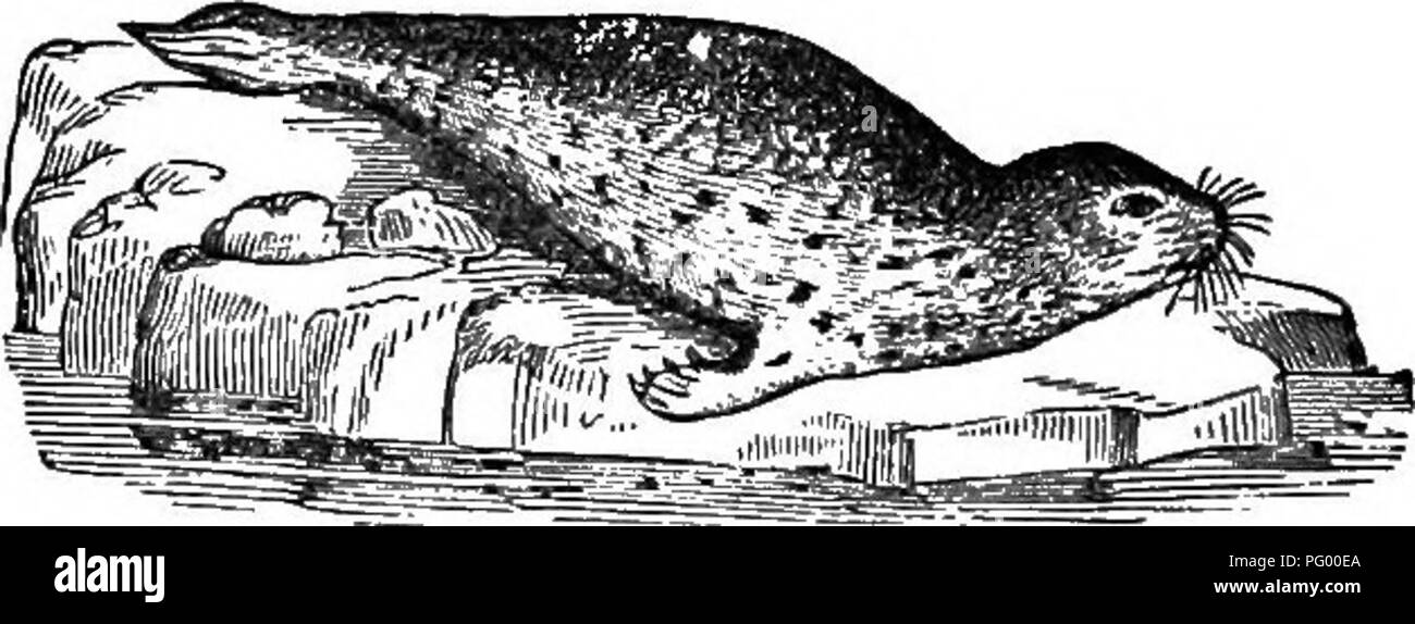 This work describes animals depicted in Tenney's Natural History ...