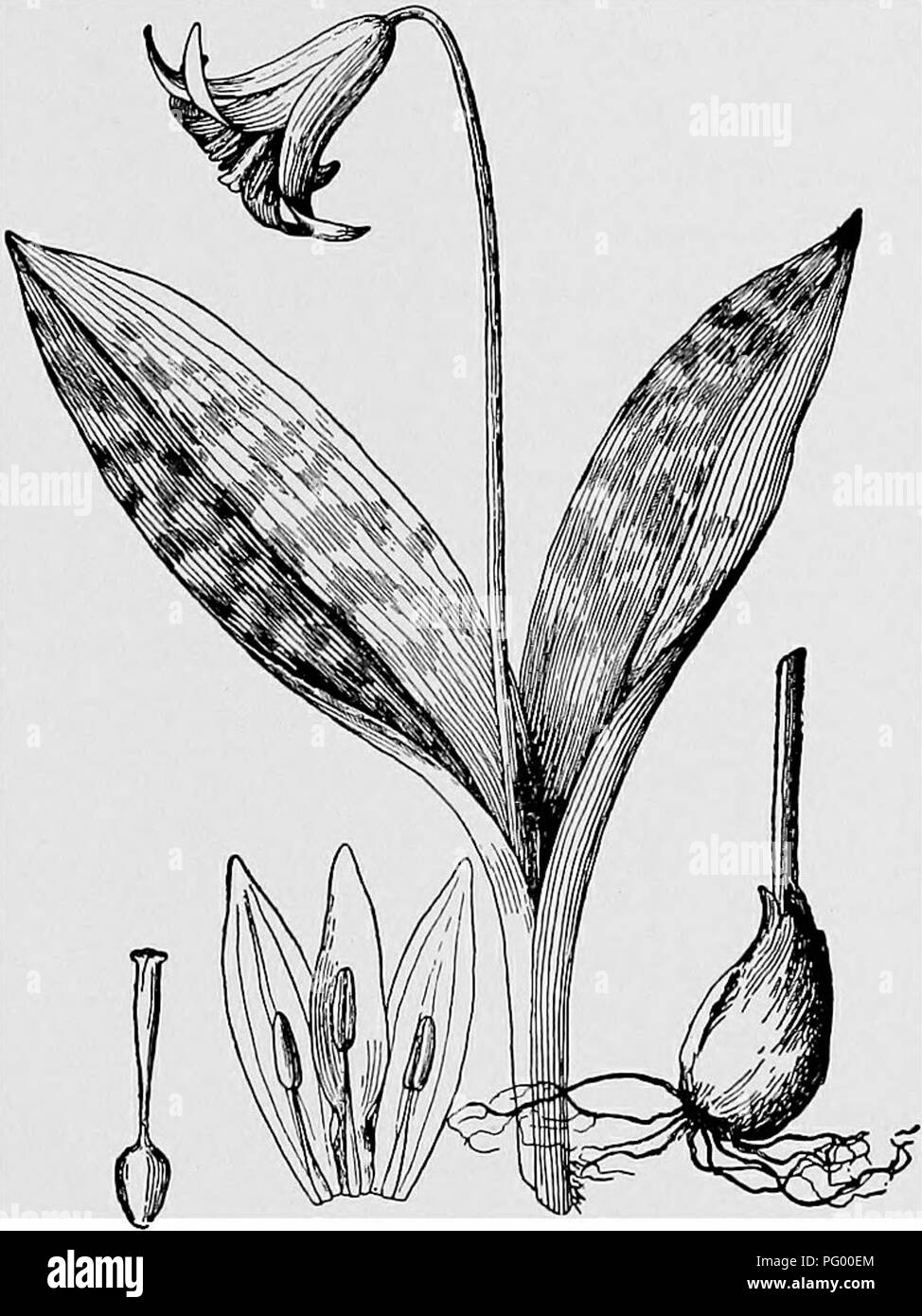 This botany text explores plant classification, focusing on the genus ...