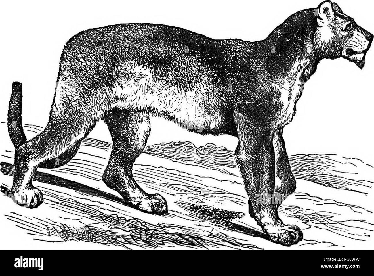 The cat family (Felidae) includes the puma, lion, tiger, and domestic ...