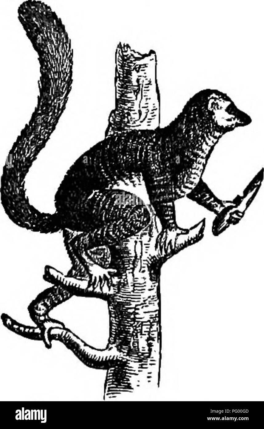 Large incisor Black and White Stock Photos & Images - Alamy